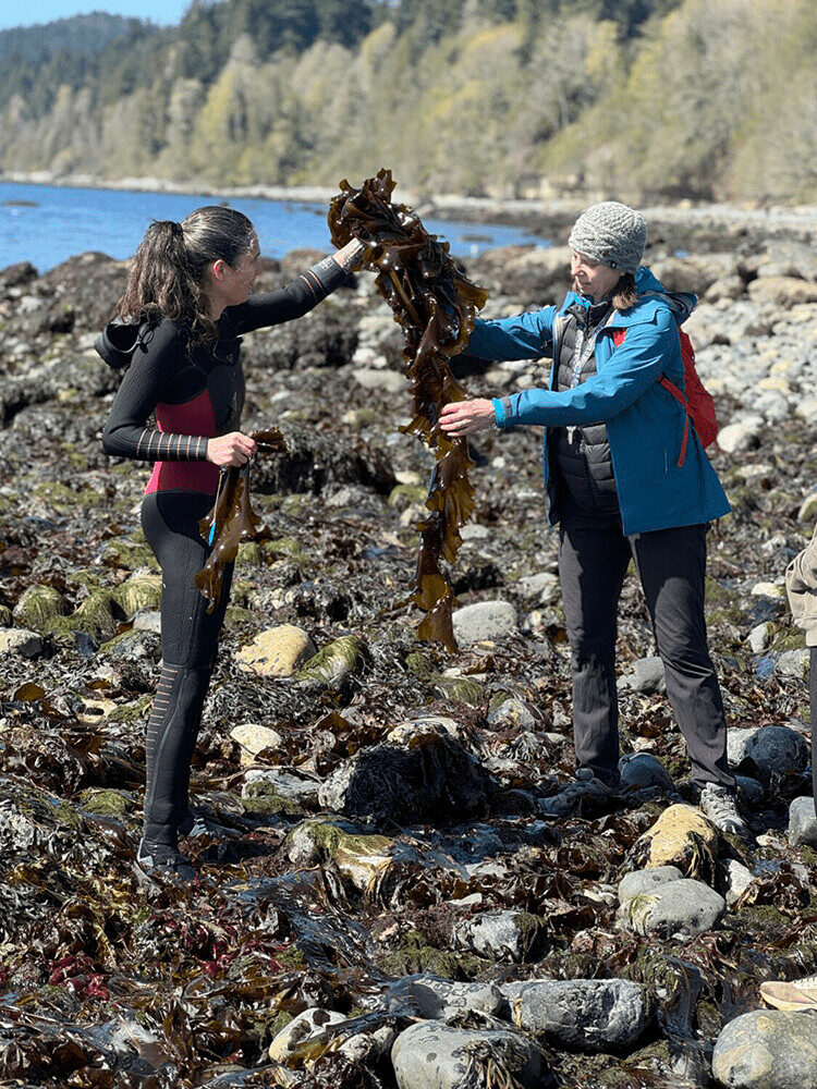 Grade 5 Students Dive into Seaweed Science - Glenlyon Norfolk School