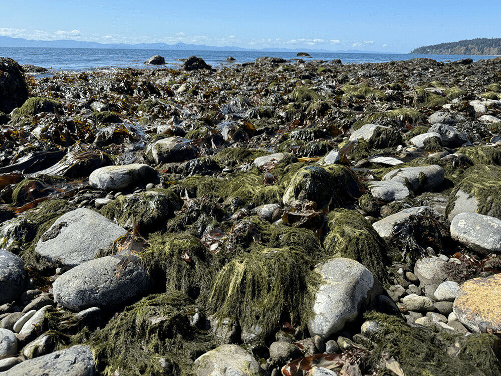 Grade 5 Students Dive into Seaweed Science - Glenlyon Norfolk School